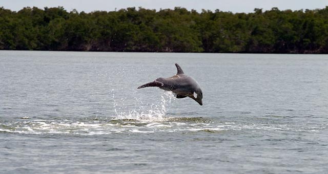 Dolphin - Birding - Photography Tour - Everglades Boat Tours Dolphin - Birding - Photography Tour - Everglades Boat Tours